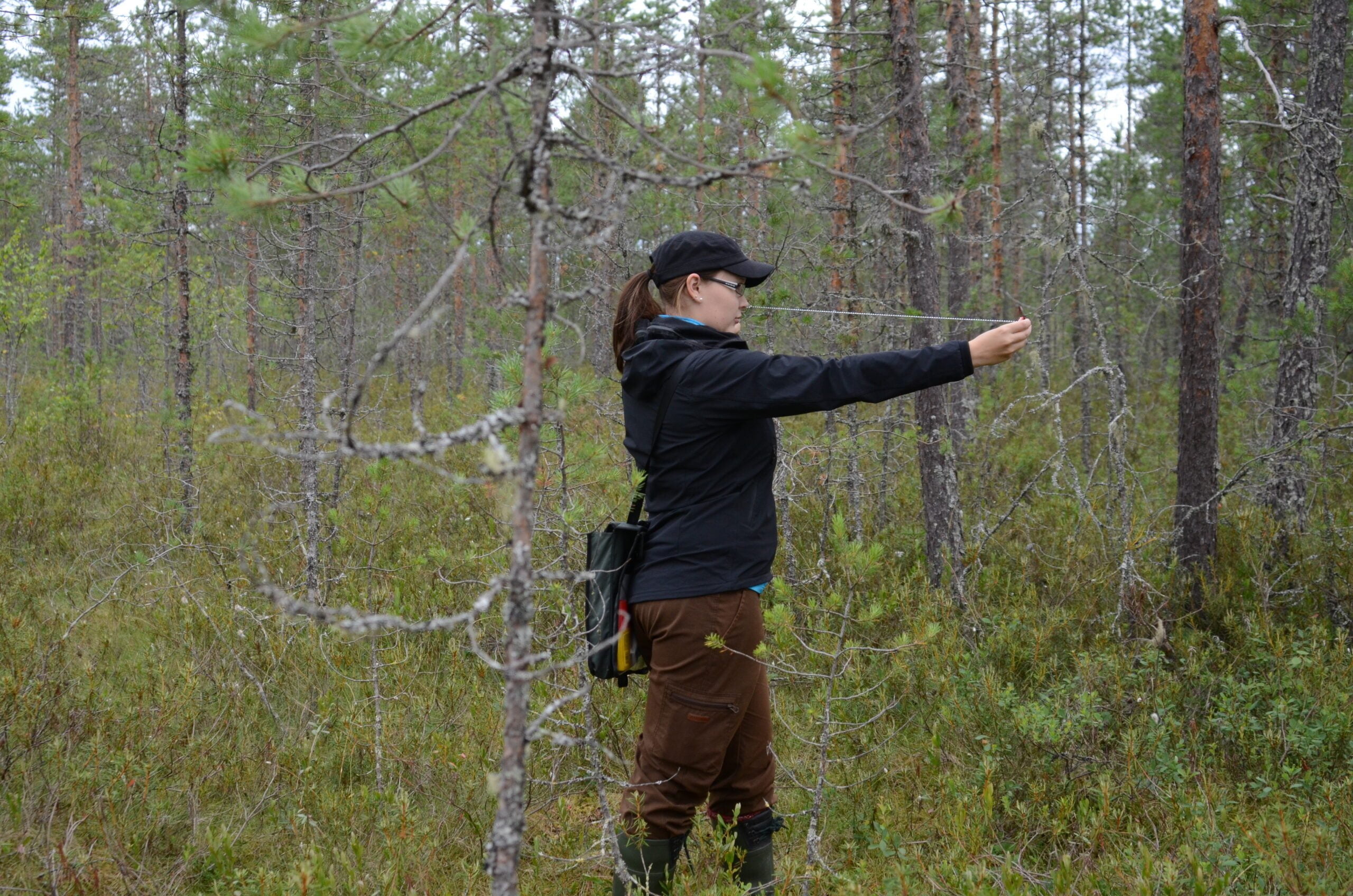 Metsä, Suomen kivijalka - Kiuruvesi-lehti