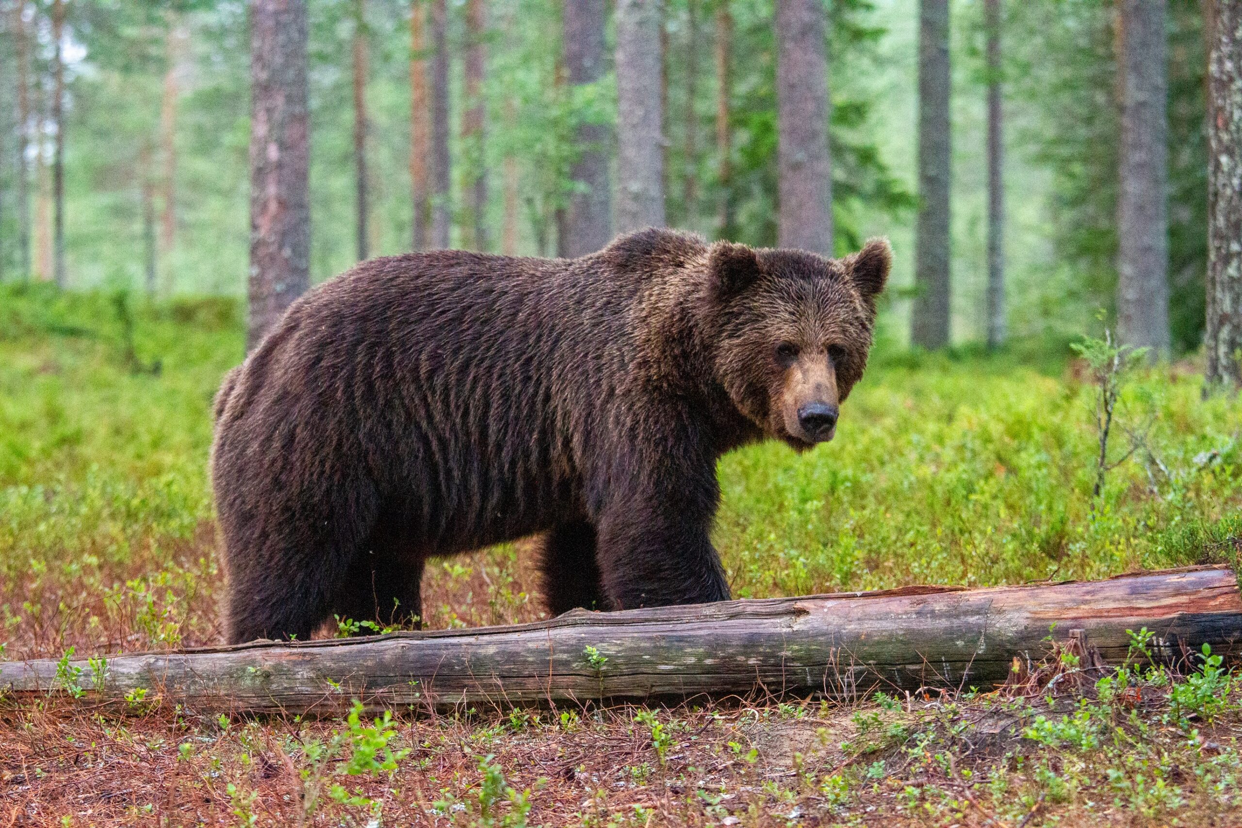 Karhu ei kaatunut pohjoisella alueella – jahtiporukkaa johtanut Henrik ...